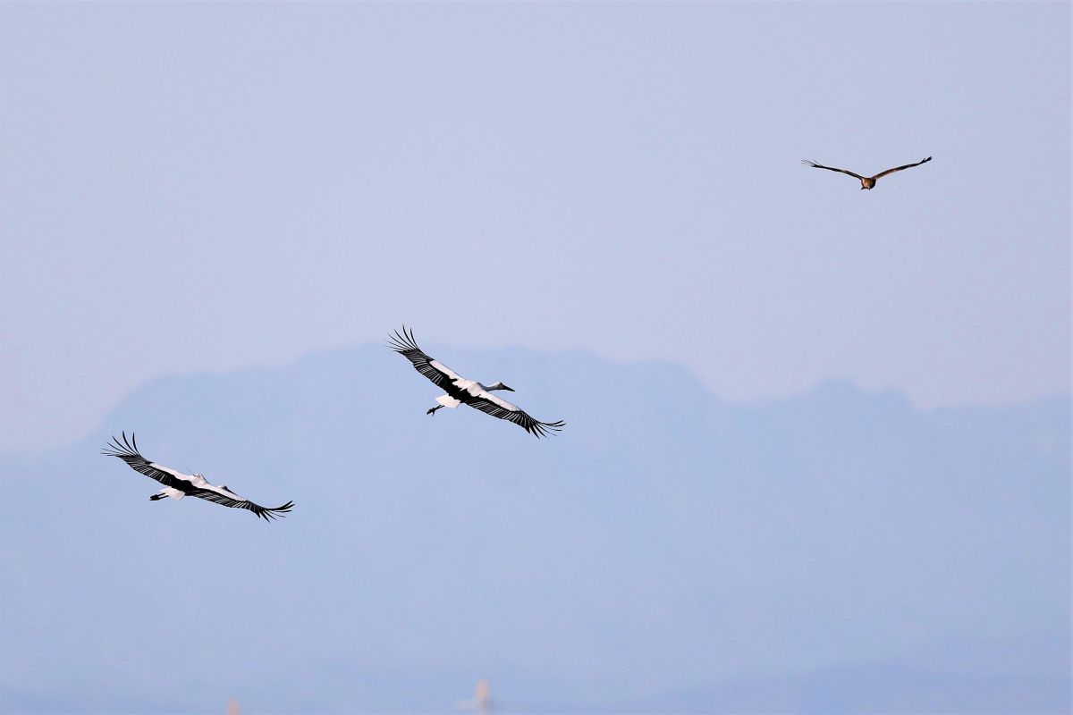 コウノトリ 2025-2 | GANREF