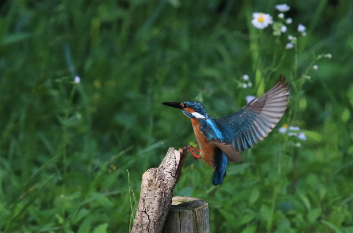 カワちゃん 138 | GANREF