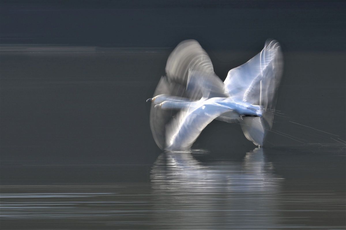 白い恋人 182 | GANREF