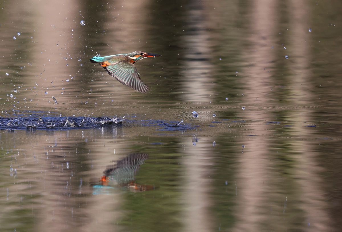 カワちゃん 267 | GANREF