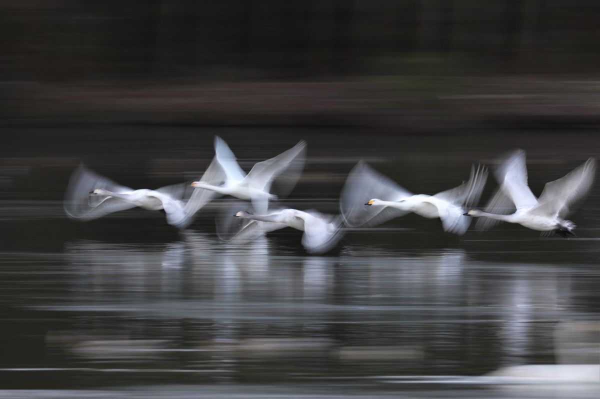 白い恋人 160 | GANREF