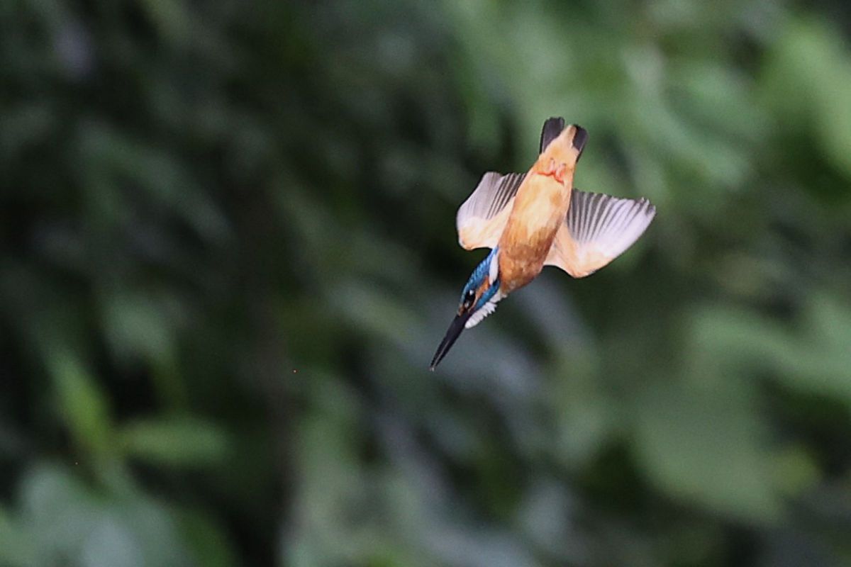 カワちゃん 607 | GANREF