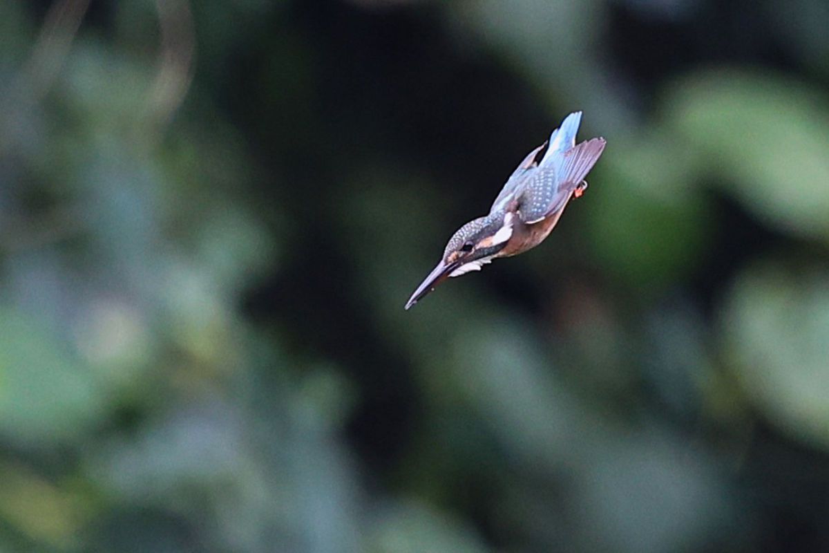 カワちゃん 636 | GANREF