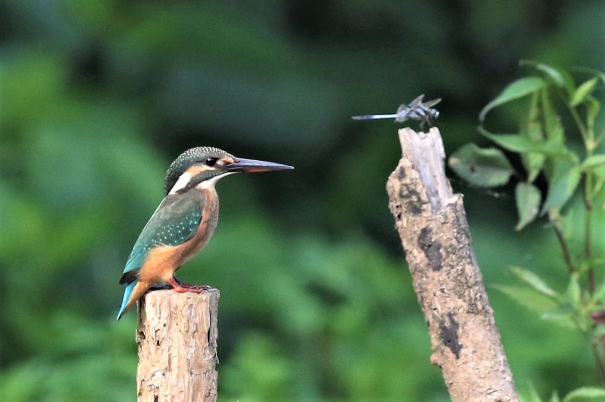 カワちゃん 162 | GANREF