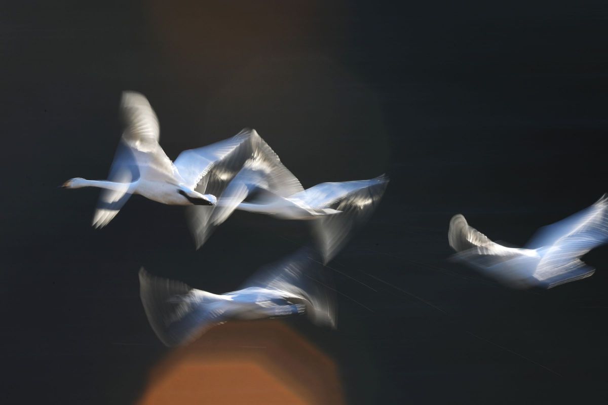 白い恋人 290 | GANREF