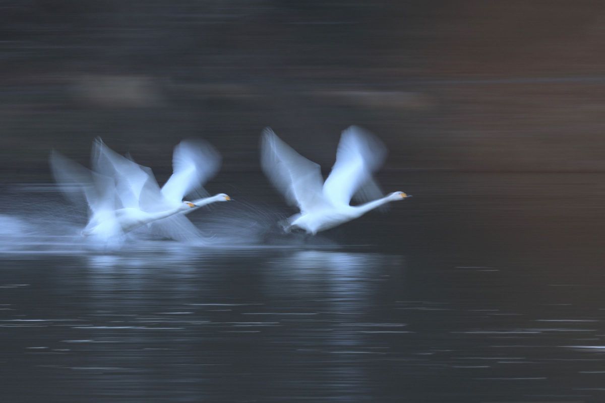 白い恋人 291 | GANREF