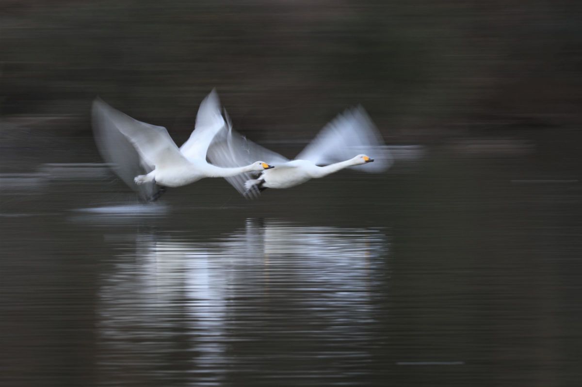 白い恋人 227 | GANREF