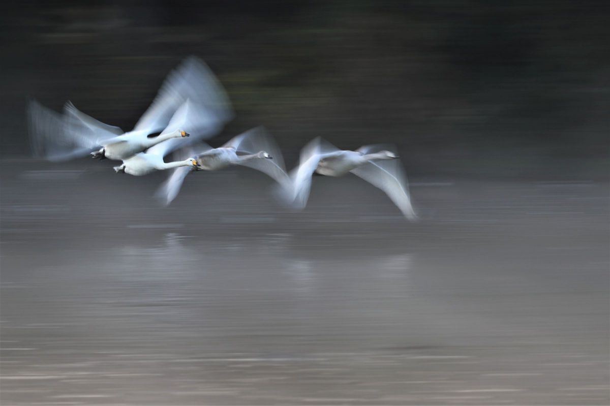 白い恋人 217 | GANREF