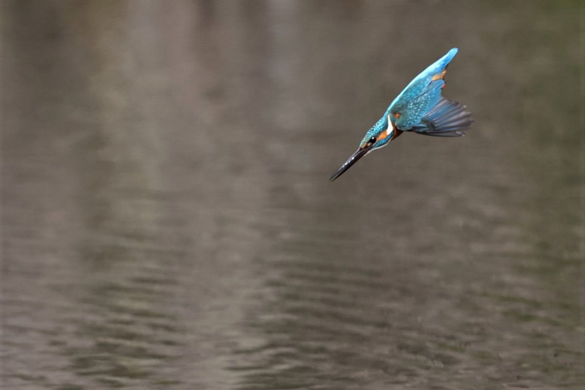 カワちゃん 313 | GANREF