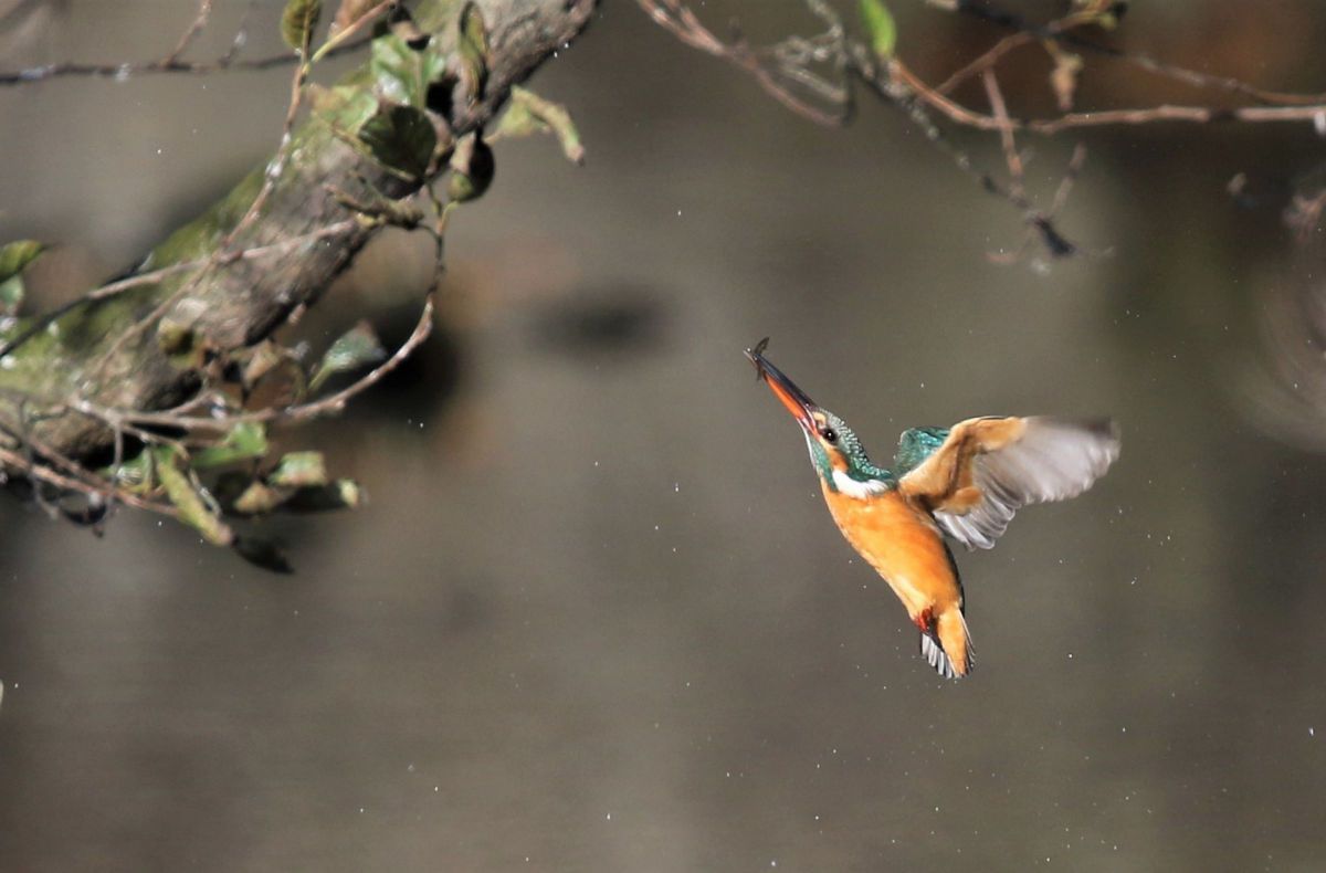 カワちゃん 232 | GANREF