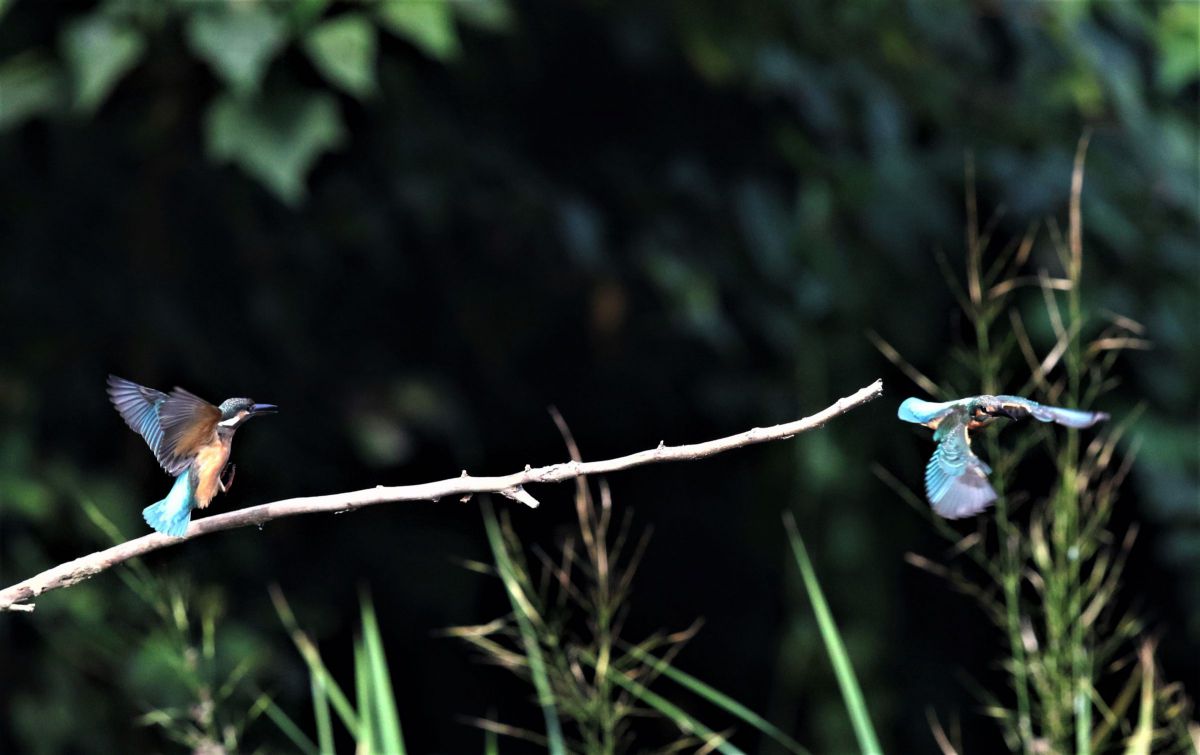 カワちゃん 183 | GANREF