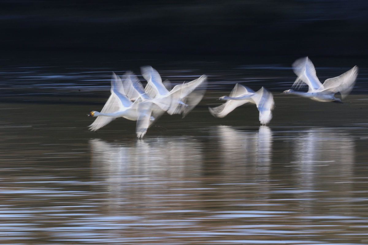 白い恋人 314 | GANREF