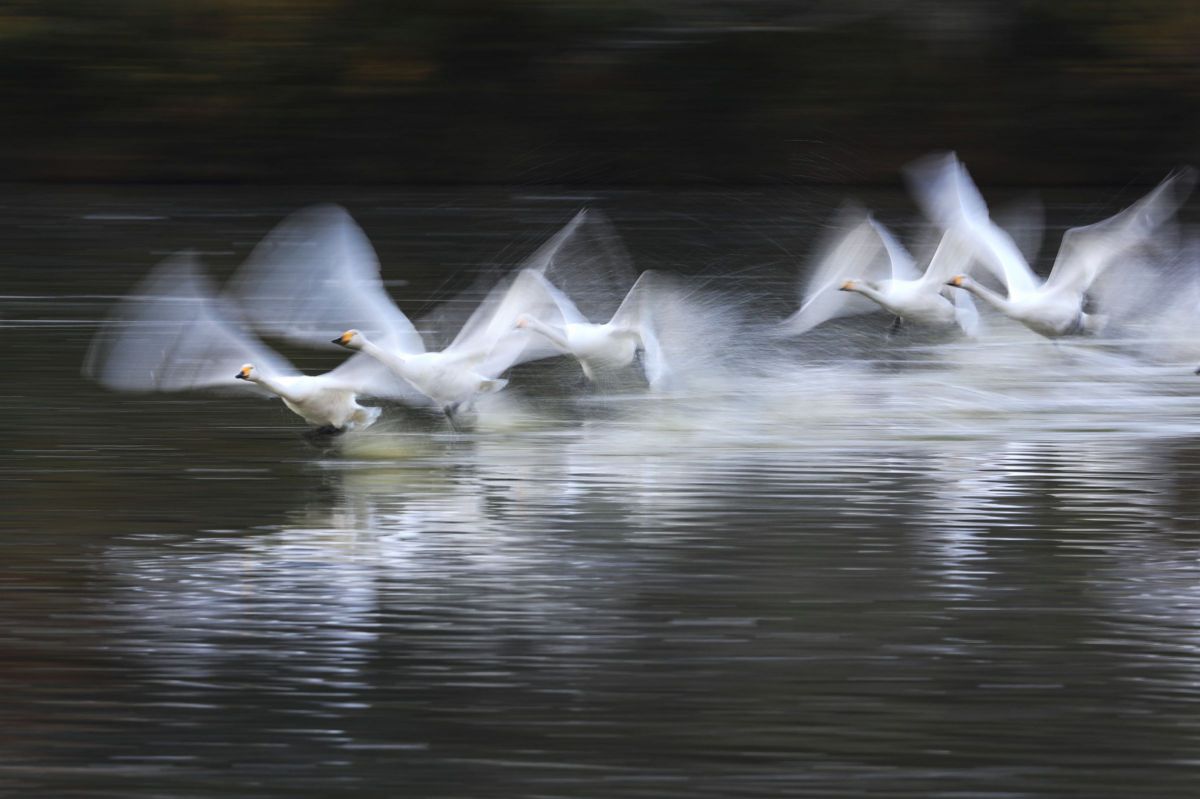 白い恋人 306 | GANREF