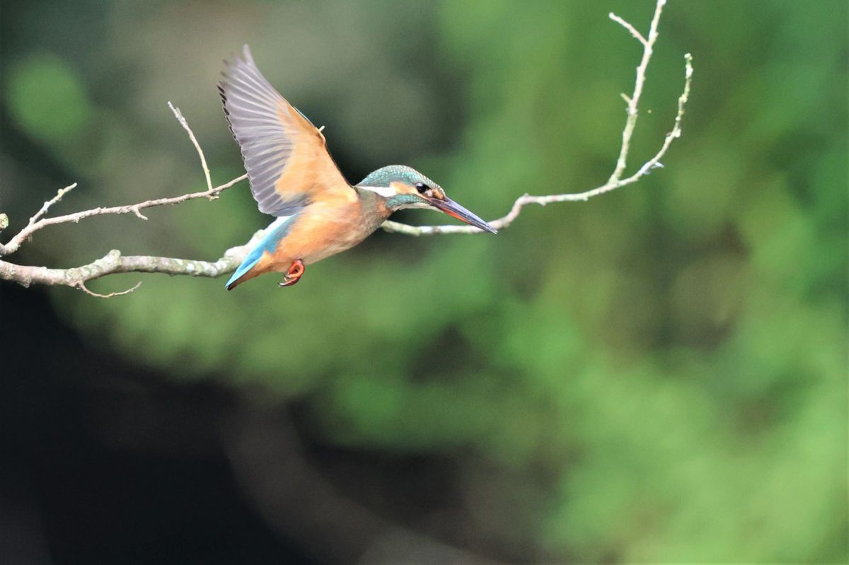 カワちゃん 350 | GANREF