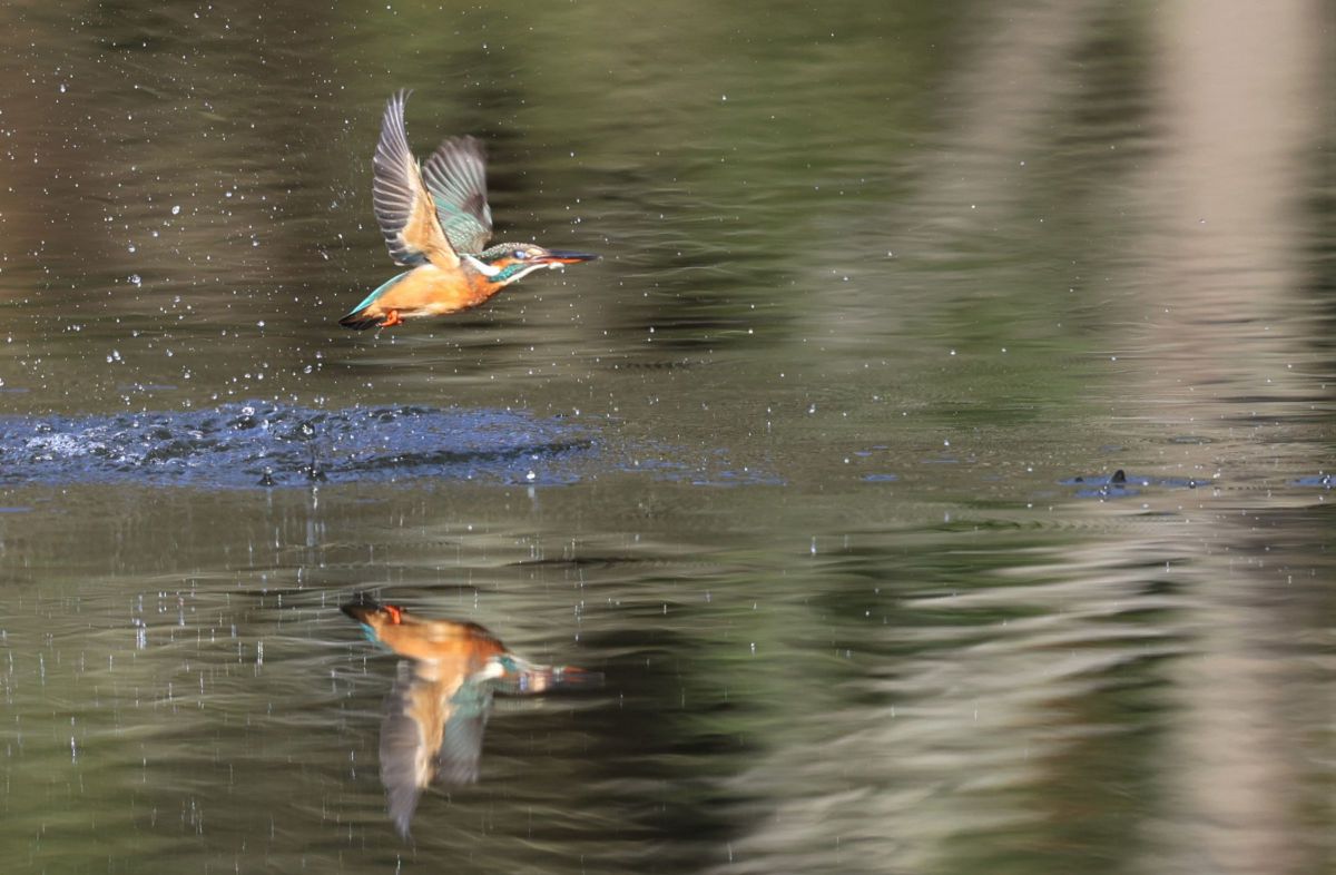 カワちゃん 296 | GANREF