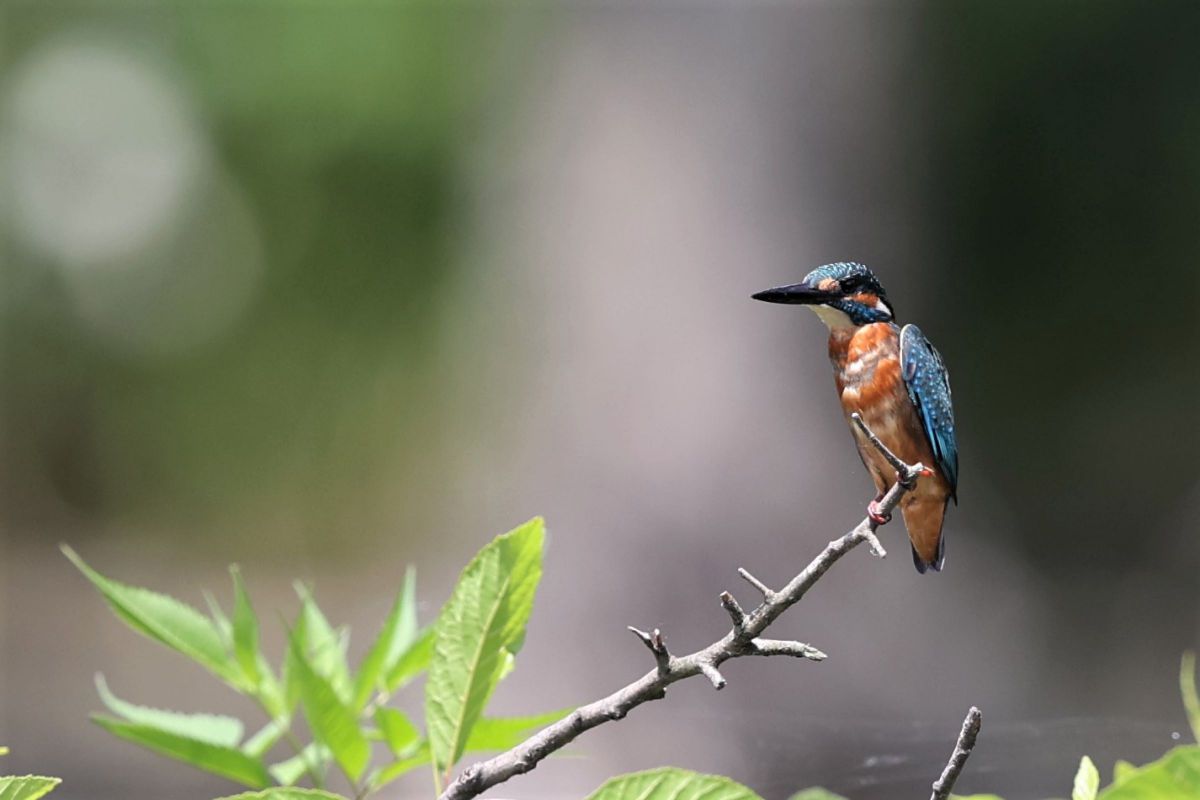 カワちゃん 490 | GANREF