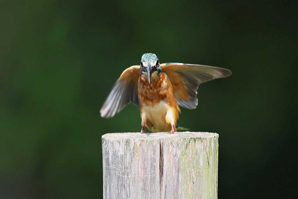 カワちゃん 665 | GANREF