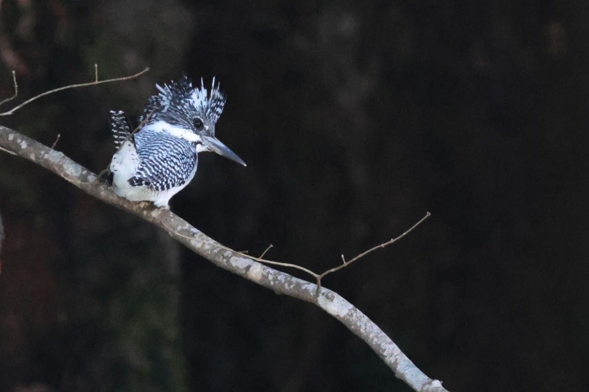 ヤマセミ 4 | GANREF