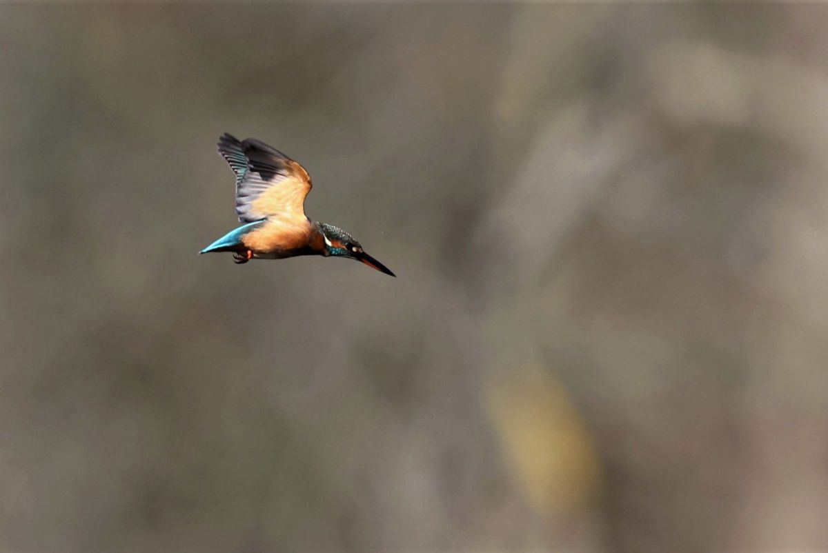 カワちゃん 235 | GANREF