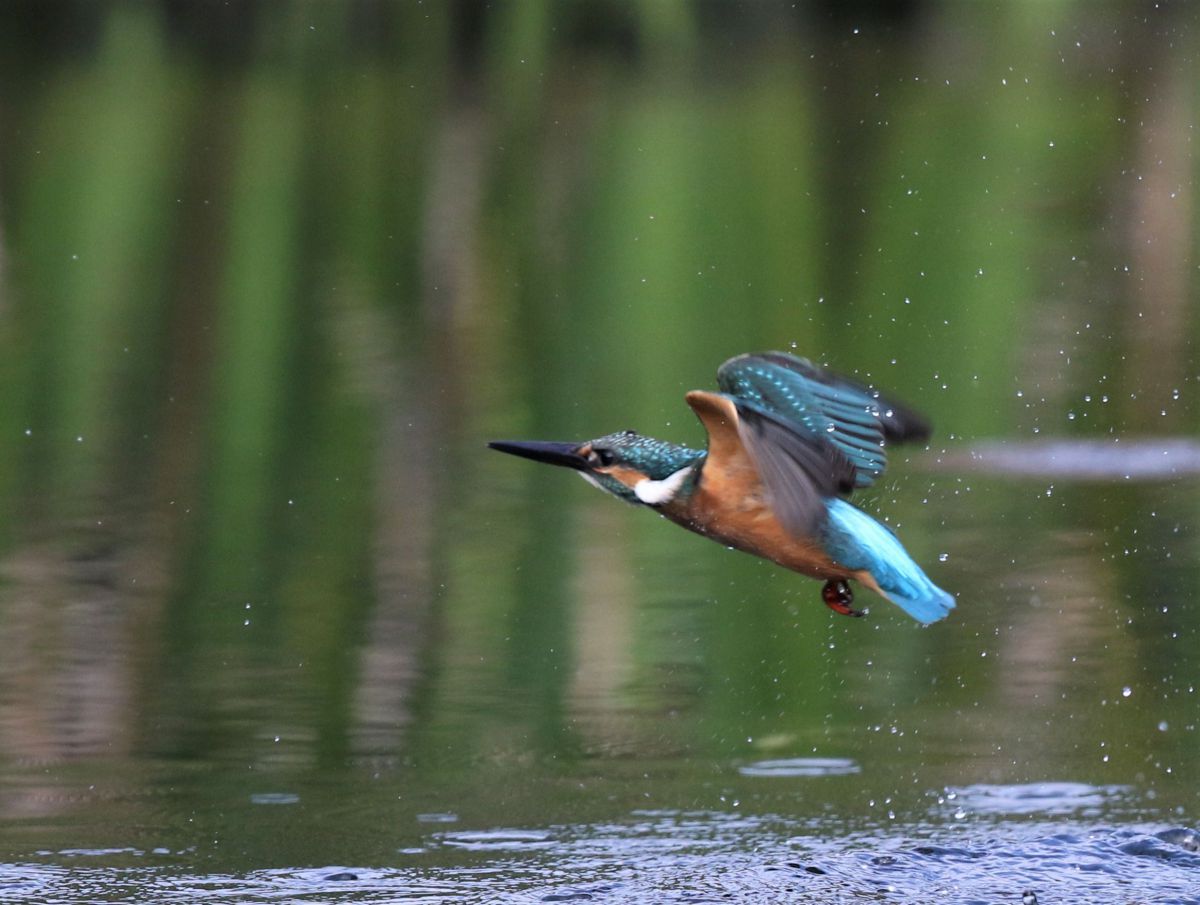 カワちゃん 171 | GANREF