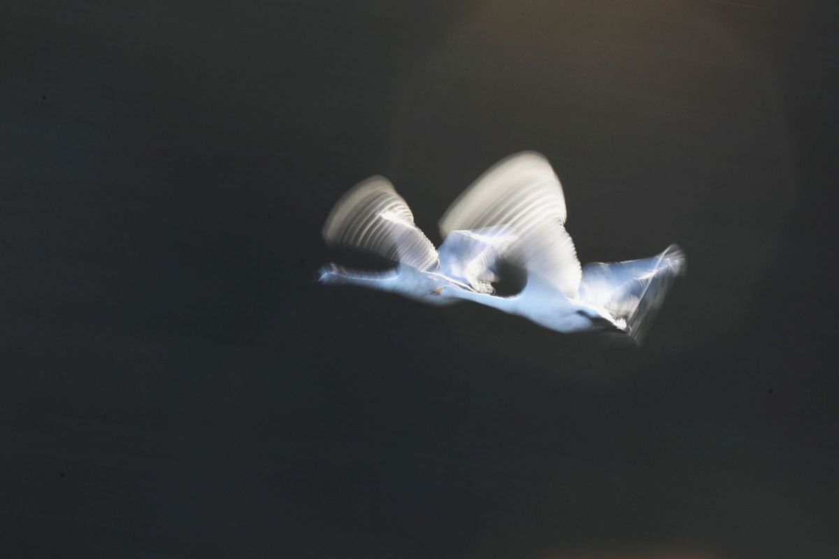 白い恋人 329 | GANREF