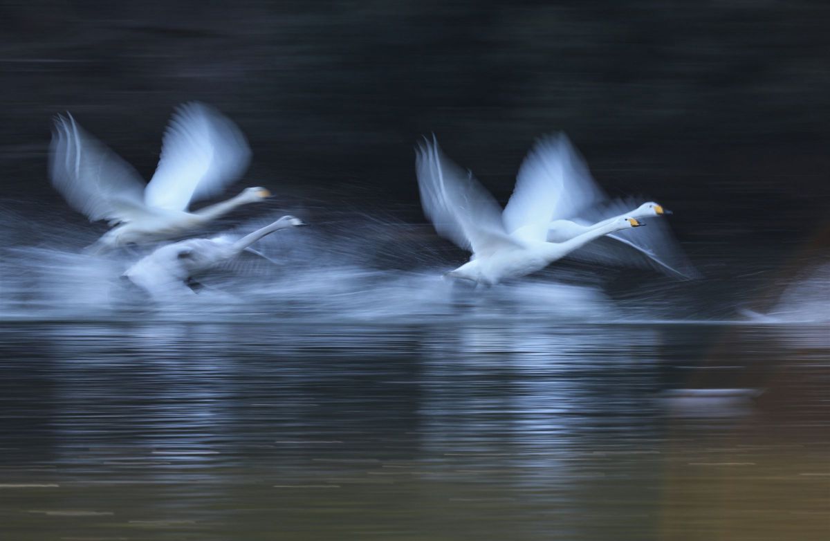 白い恋人 169 | GANREF