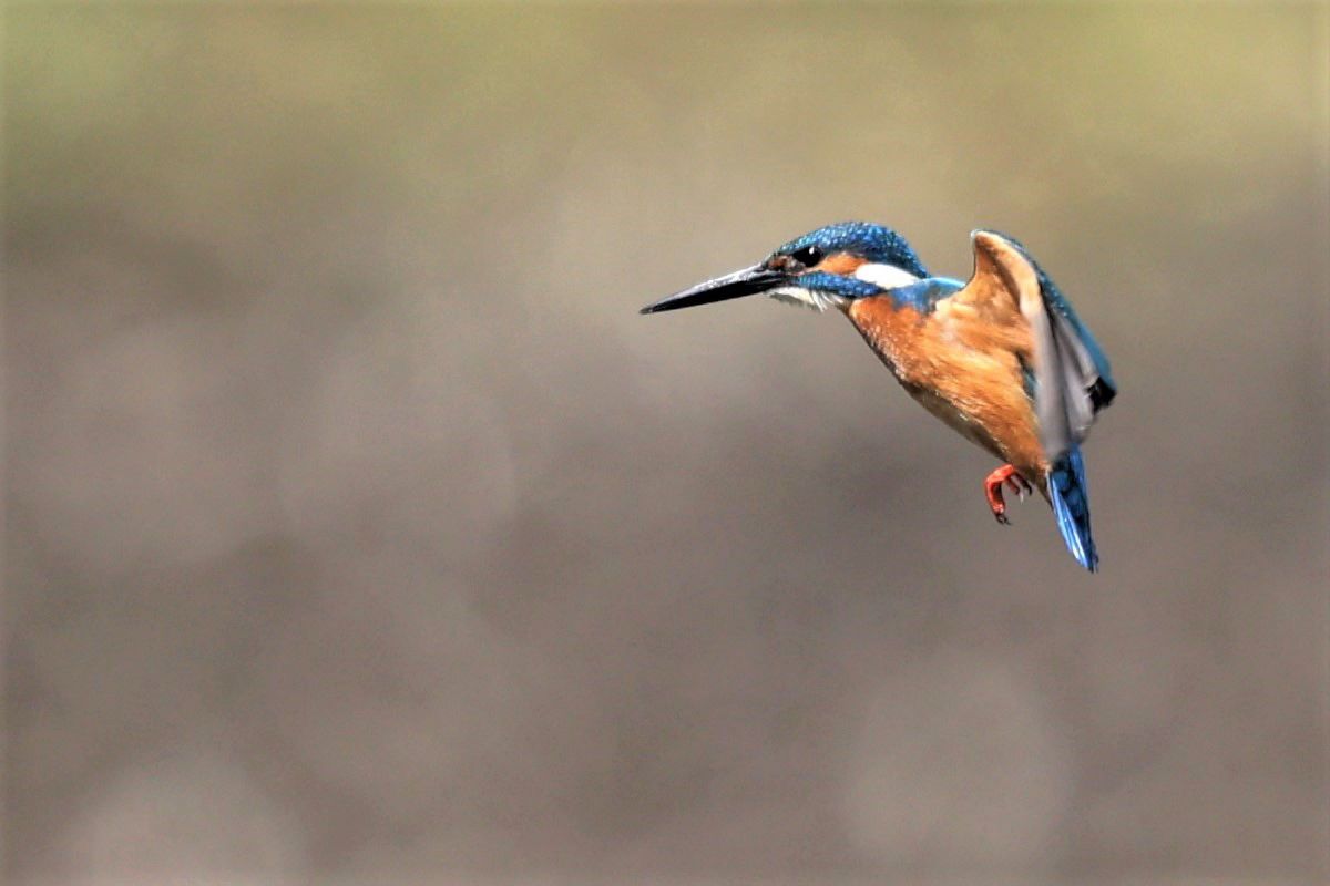 カワチャン 478 | GANREF