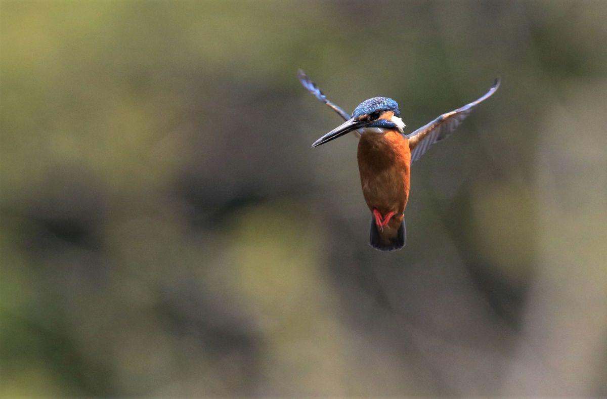 カワちゃん 287 | GANREF