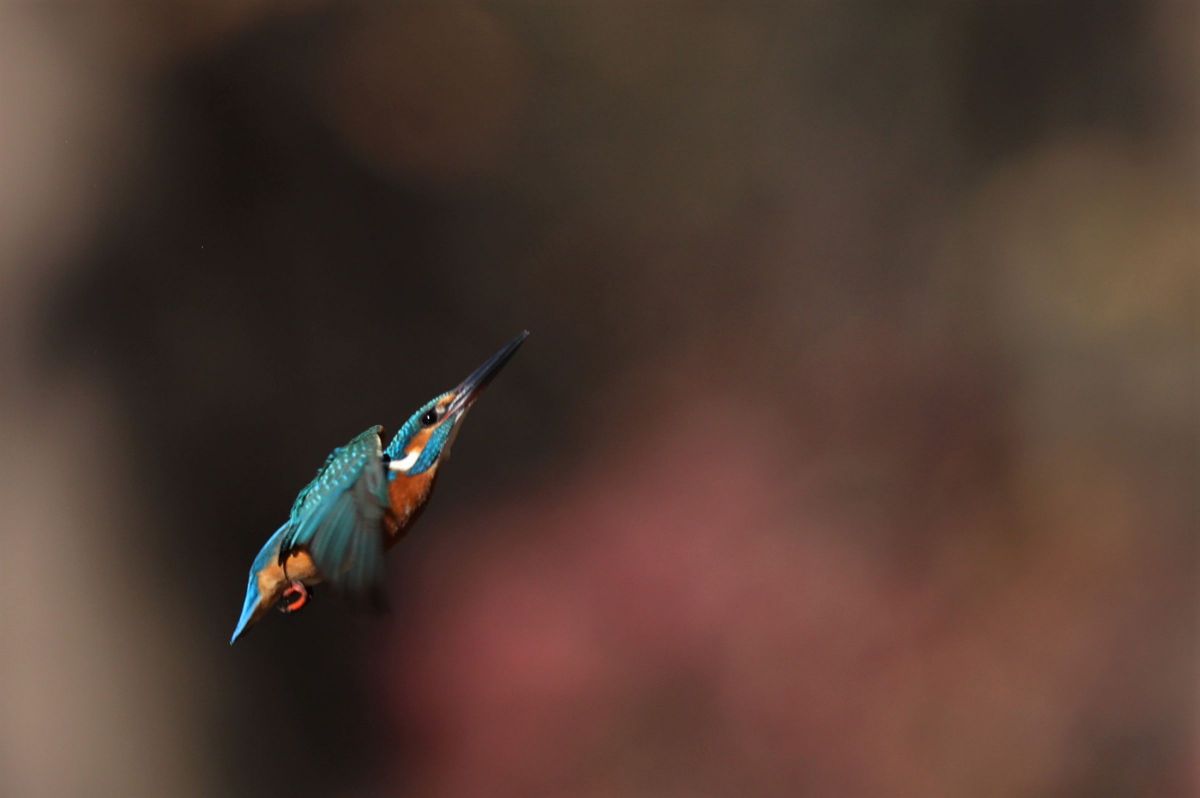 カワちゃん 379 | GANREF