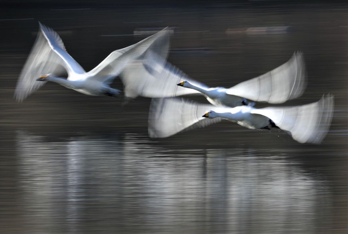 白い恋人 165 | GANREF