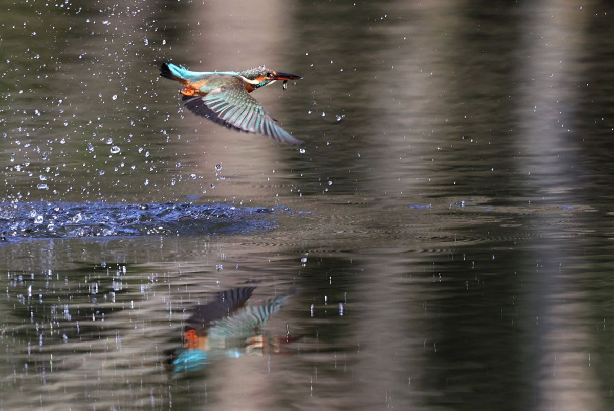 カワちゃん 333 | GANREF