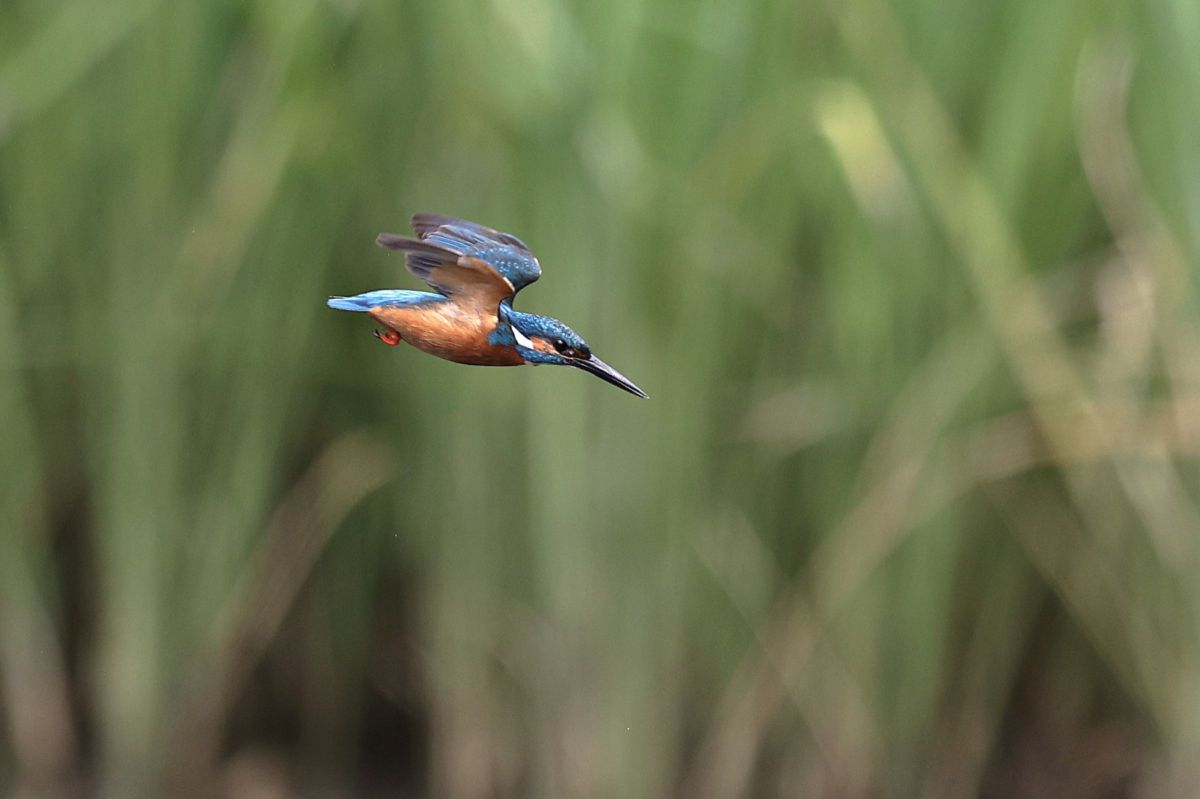 カワちゃん 611 | GANREF