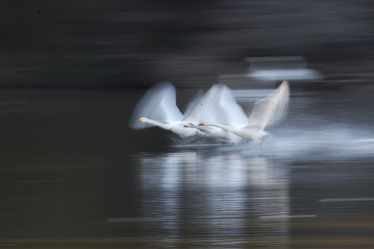 白い恋人 326 | GANREF