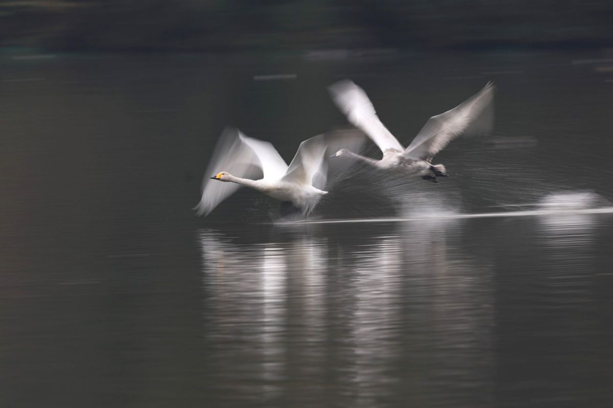 白い恋人 264 | GANREF