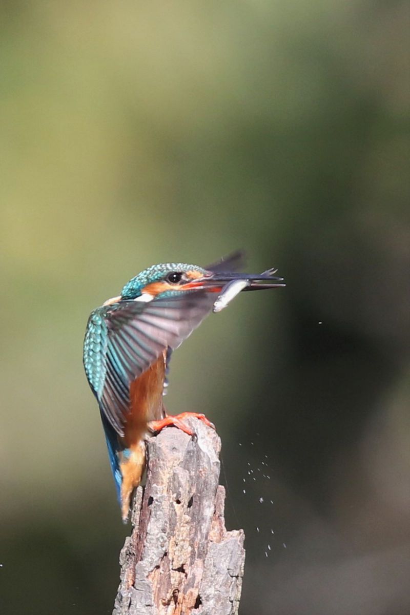 カワちゃん 227 | GANREF