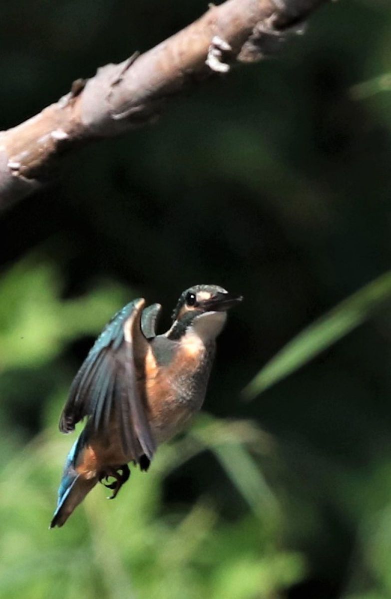 カワちゃん 140 | GANREF