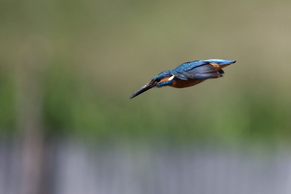 カワちゃん 578 | GANREF