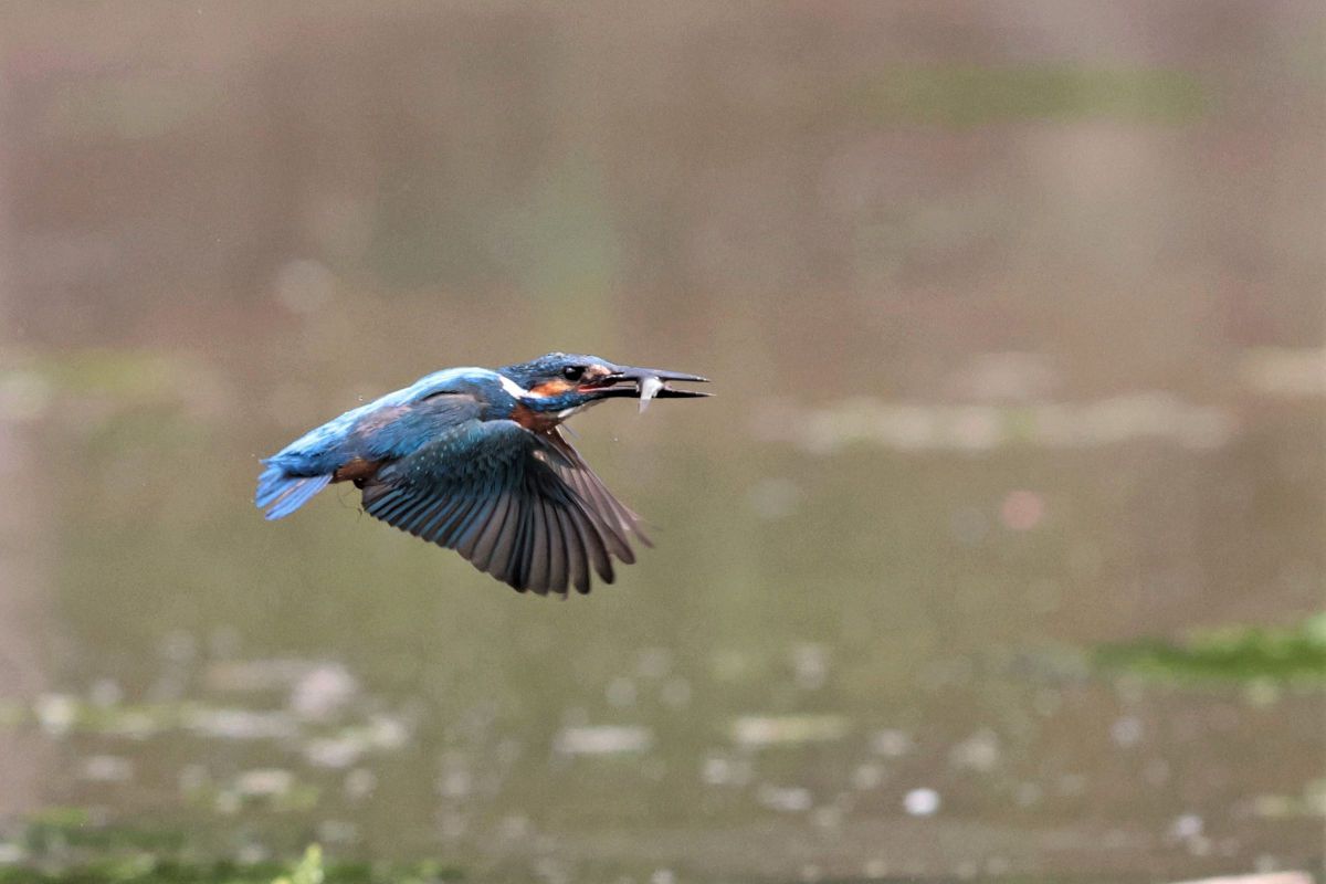 カワちゃん 434 | GANREF