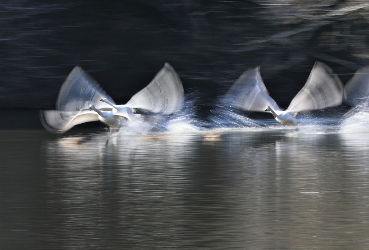 白い恋人 190 | GANREF