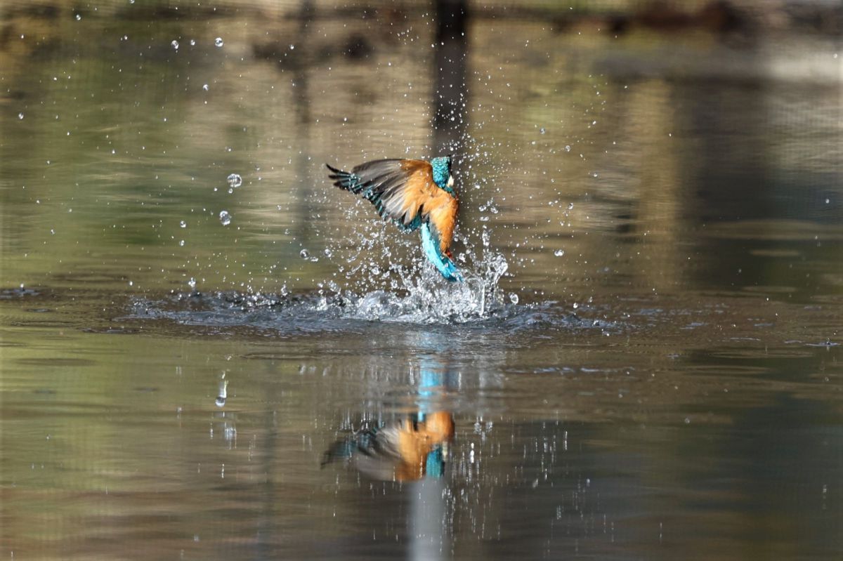 カワちゃん 562 | GANREF