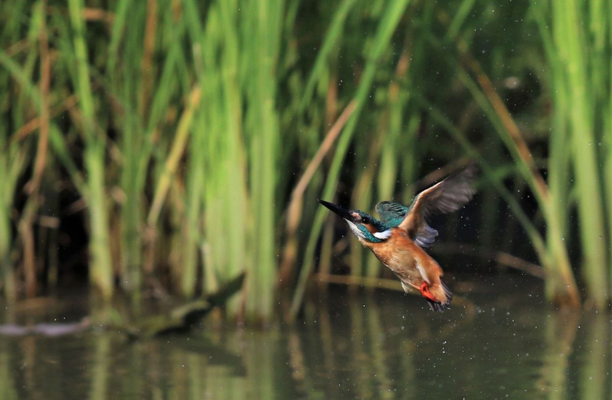カワちゃん 198 | GANREF