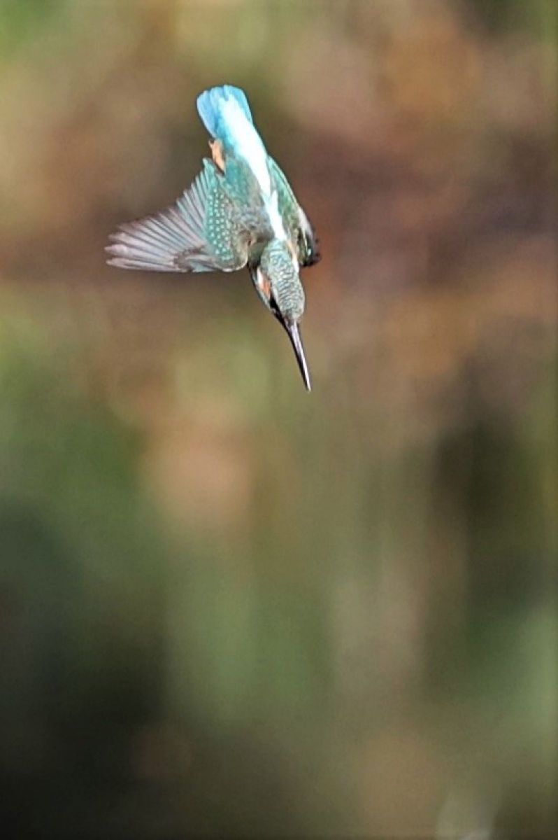 カワちゃん 371 | GANREF