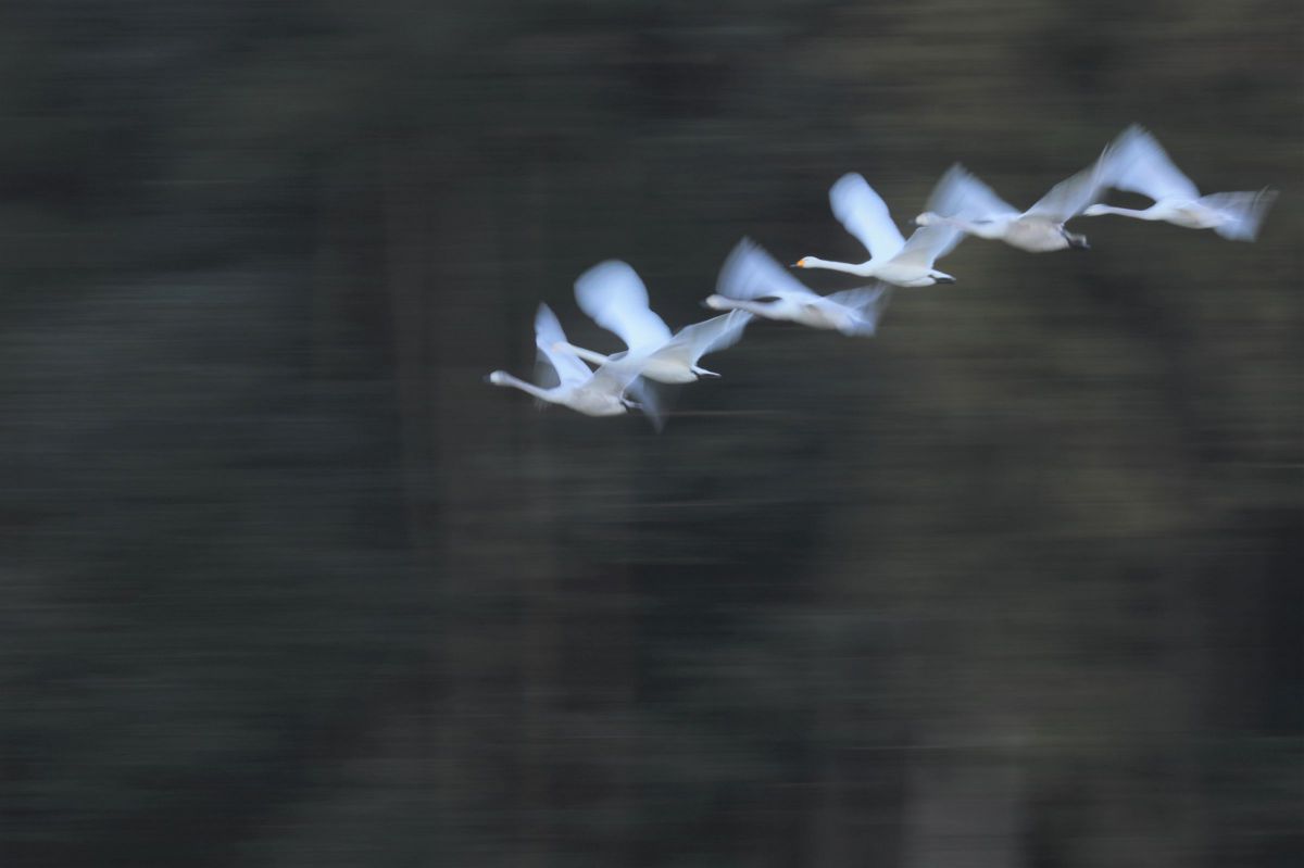 白い恋人 223 | GANREF