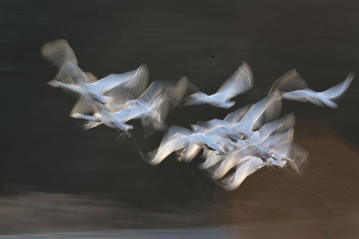 白い恋人 248 | GANREF