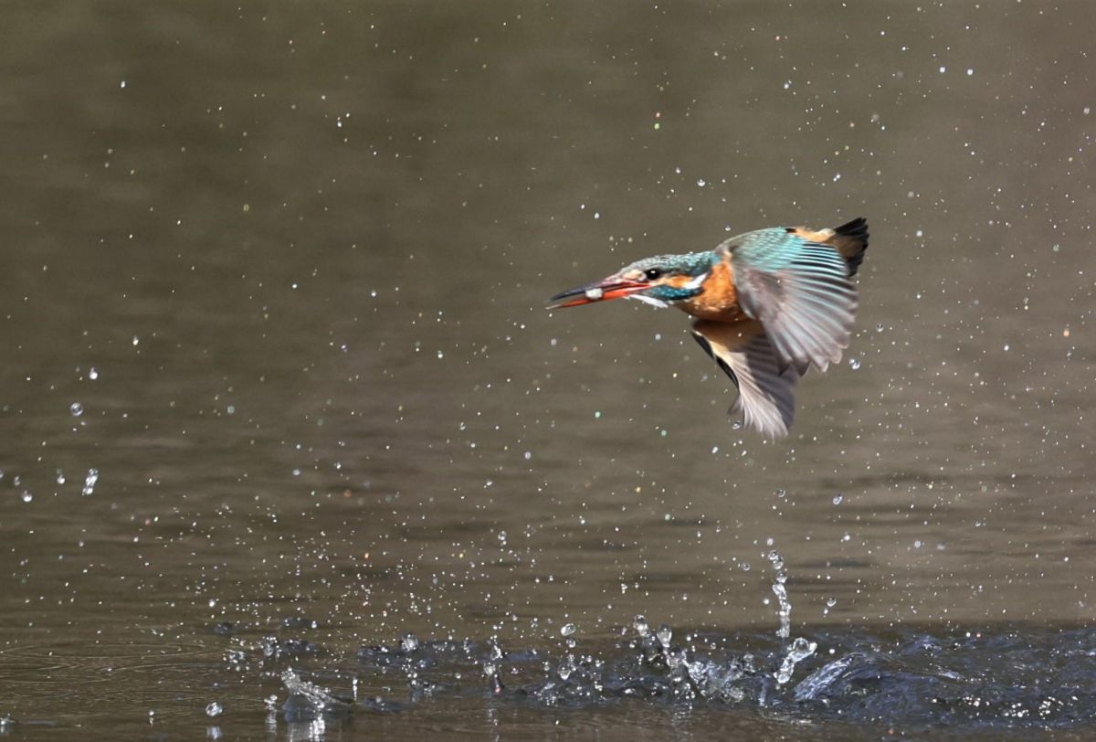 カワちゃん 285 | GANREF