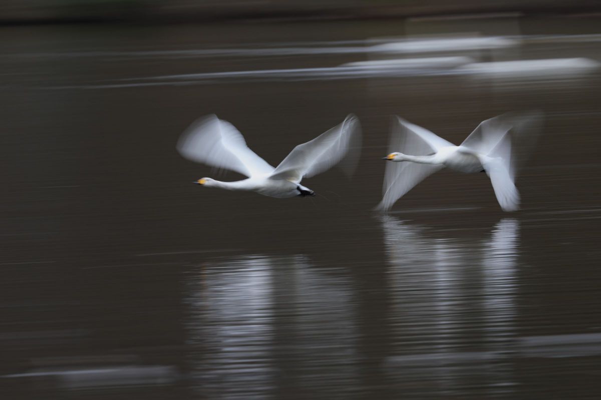 白い恋人 318 | GANREF