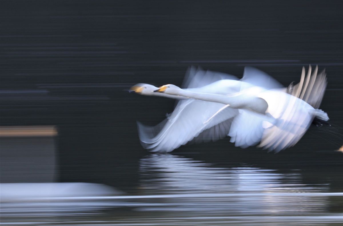 白い恋人 149 | GANREF