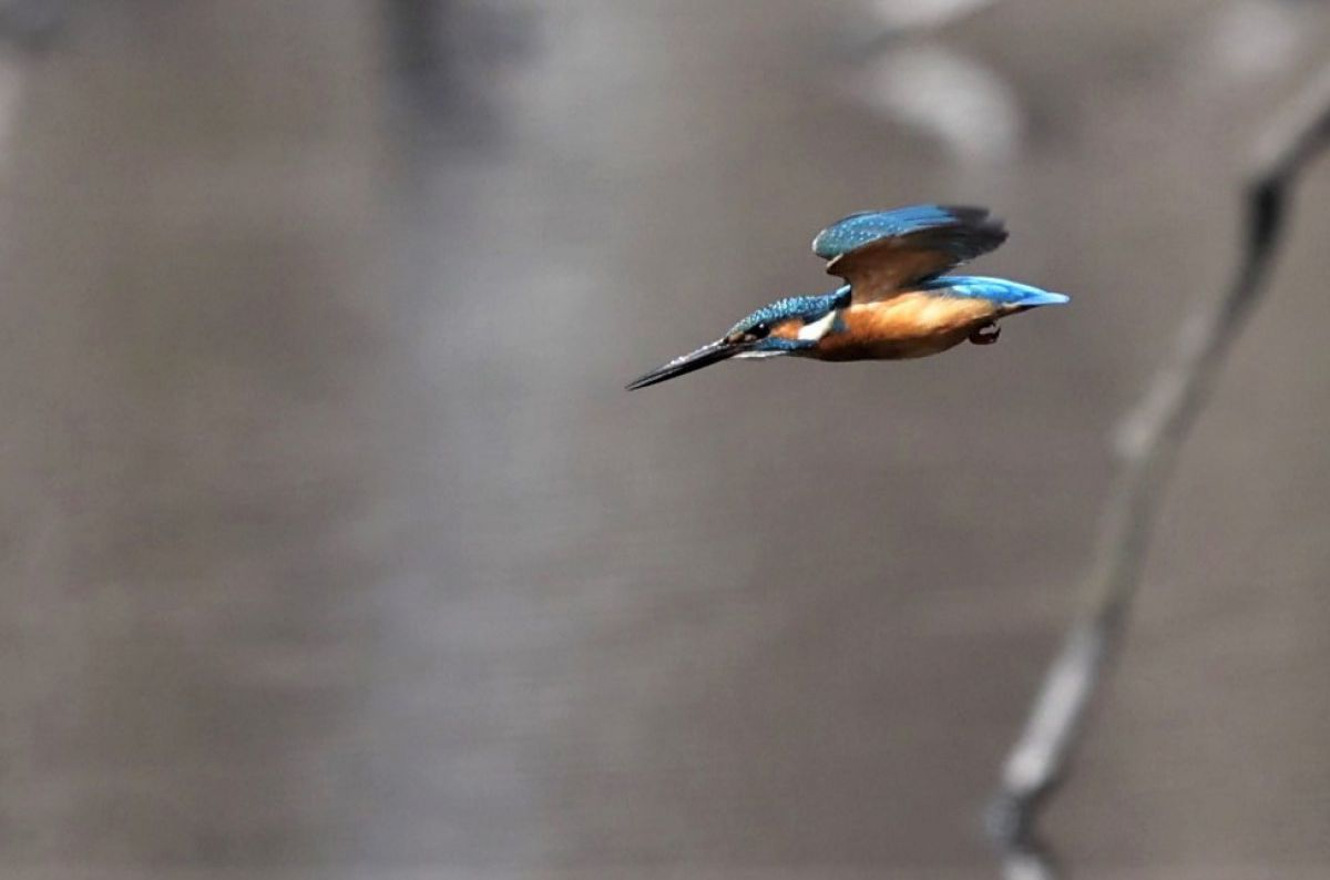 カワちゃん 271 | GANREF