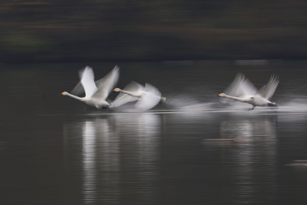 白い恋人 265 | GANREF