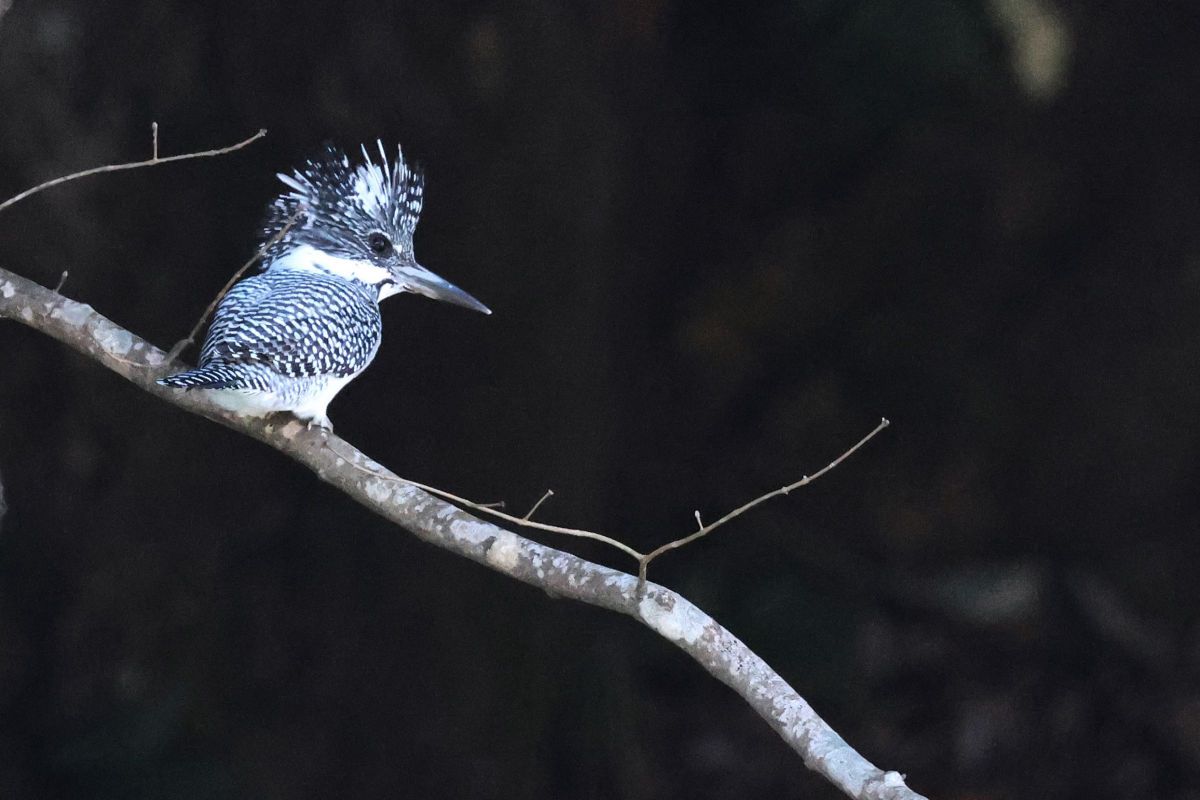 ヤマセミ 18 | GANREF